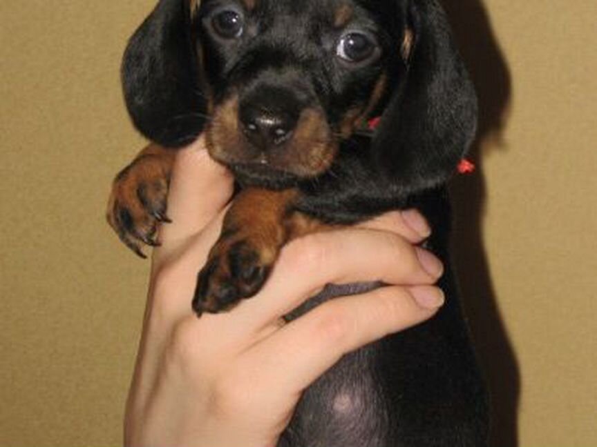 Щенки миниатюрной таксы