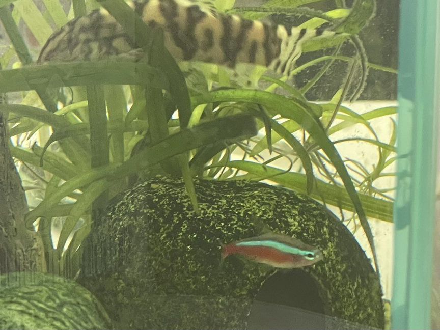 Боция мраморная