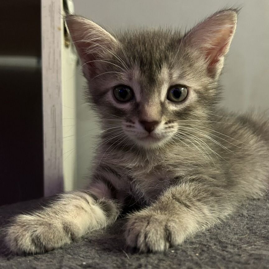 Отдам котенка