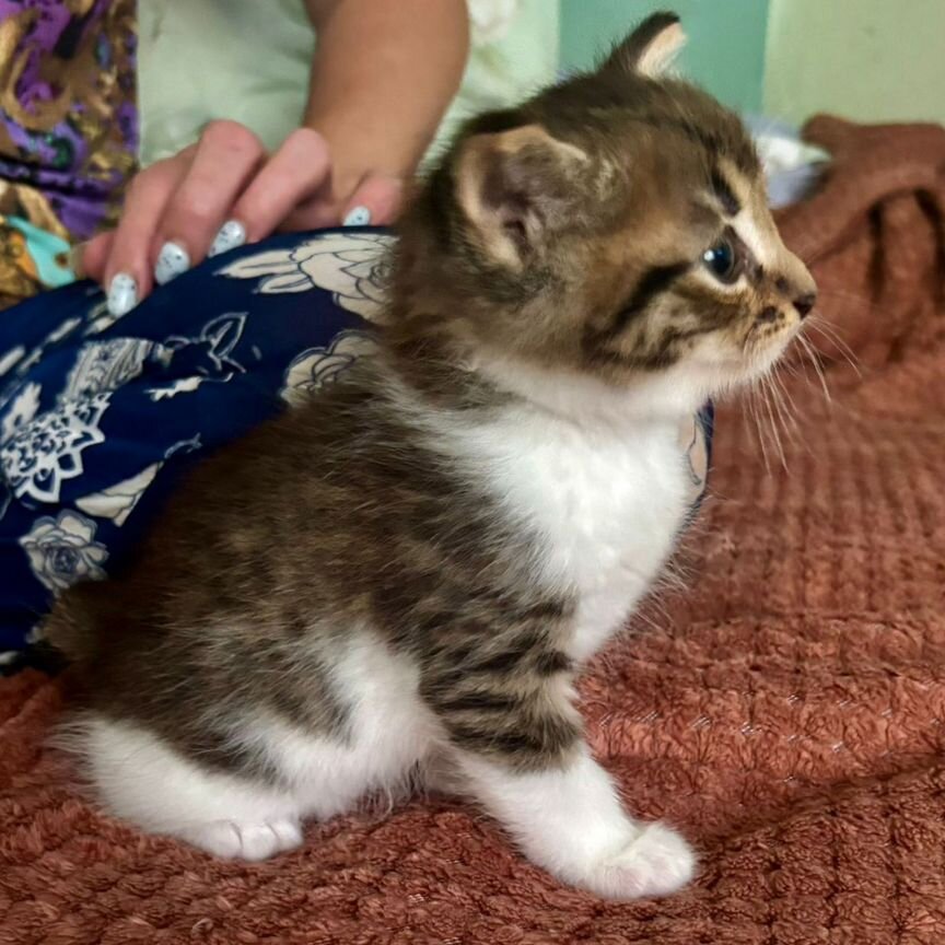 Котята в заботливые ручки