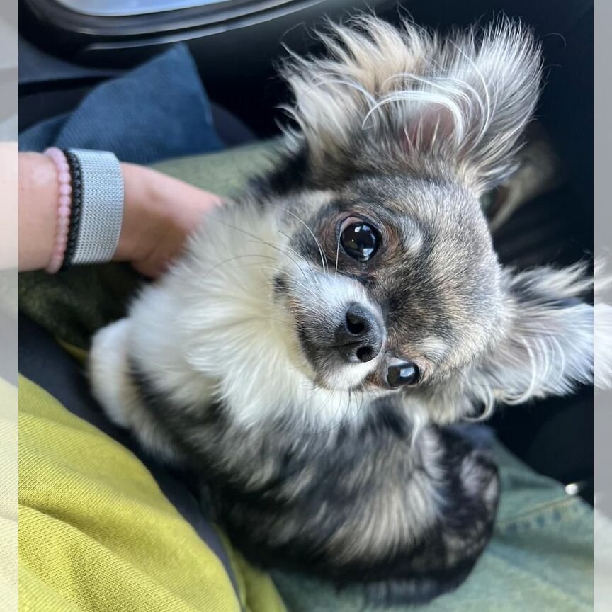 Вязка чихуахуа. Ищу невесту