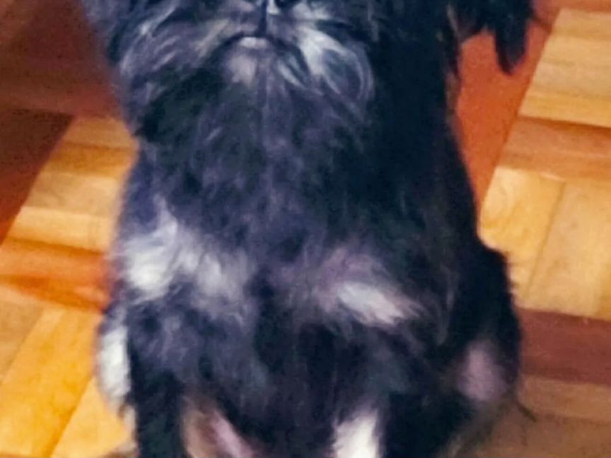 Бельгийский гриффон