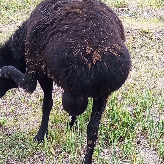 Курдючные бараны