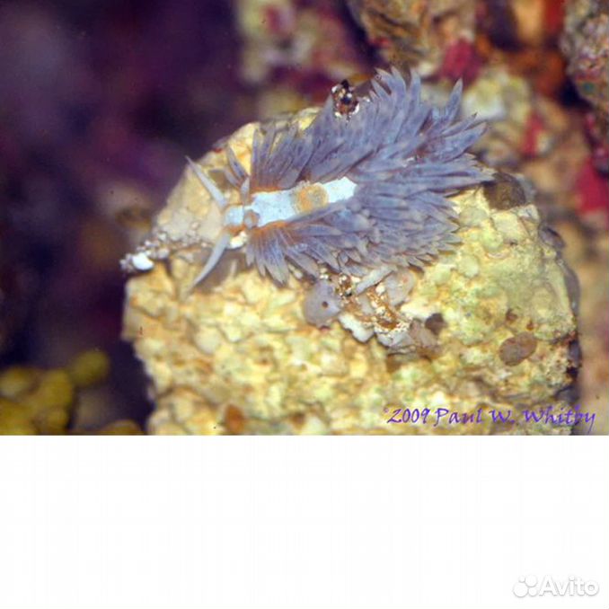 Морской моллюск "Бергия голубая"