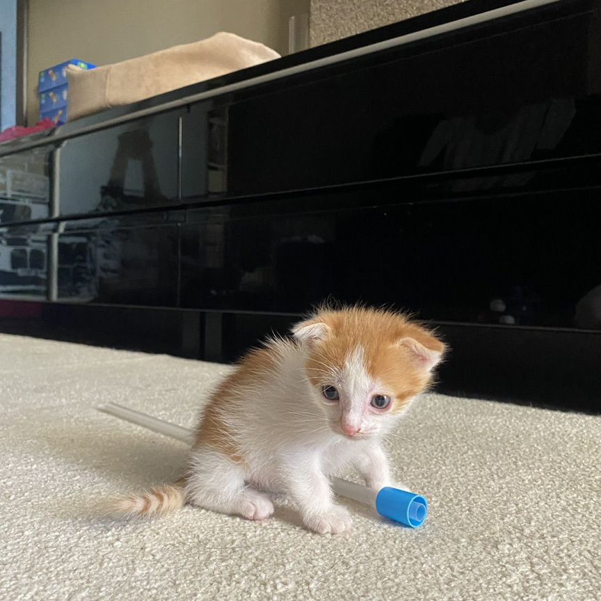 Котенок пацан 1 мес