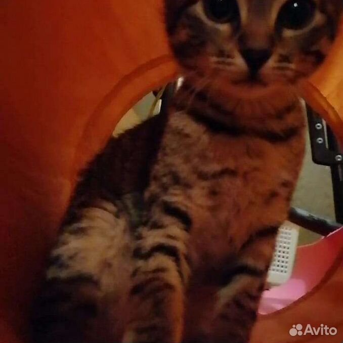 Очень ласковый котёнок - тигрёнок в дар