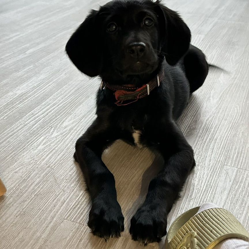 Щенок от частного владельца