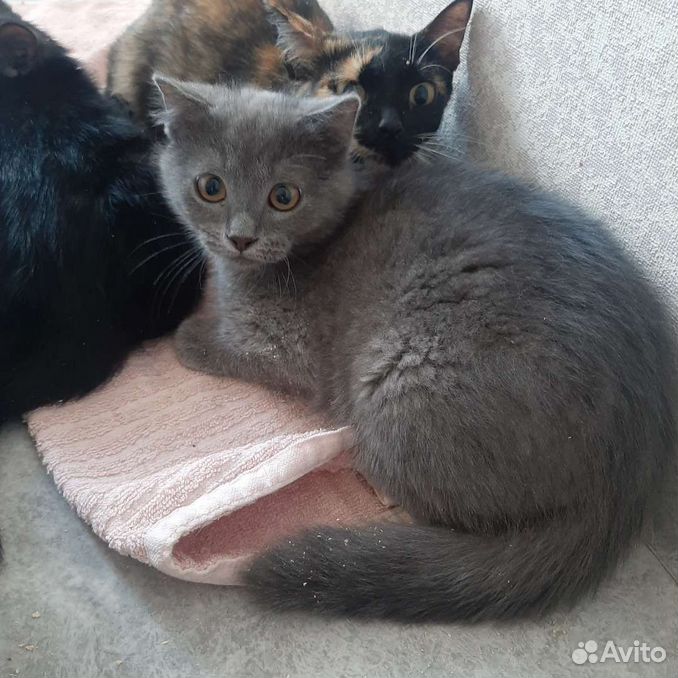 Котик 1.5 мес в любящую семью