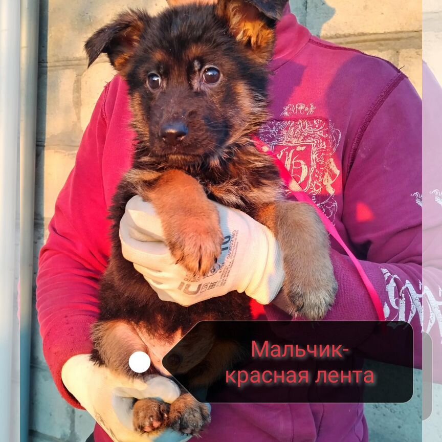 Щенки с документами