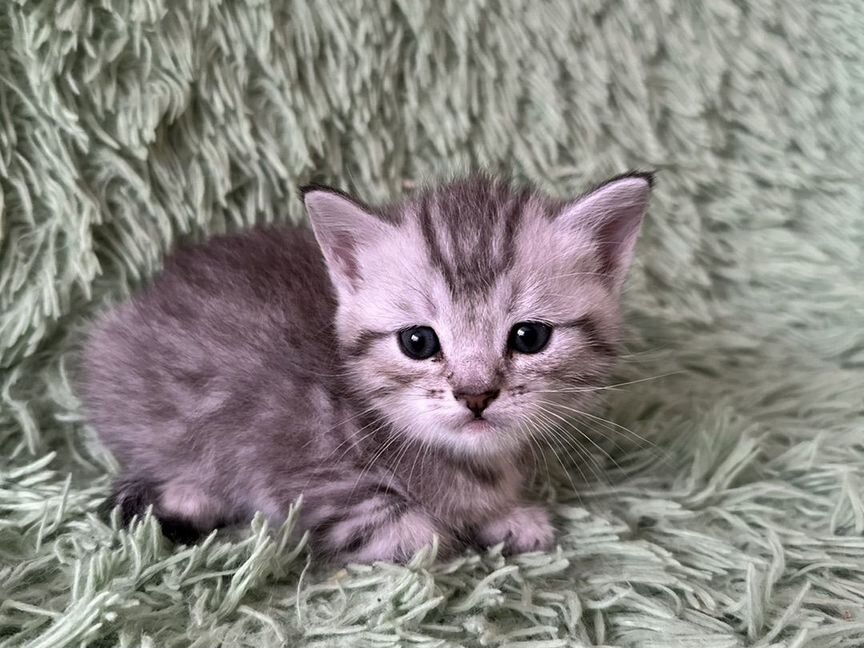 Шотландские вислоухие котята