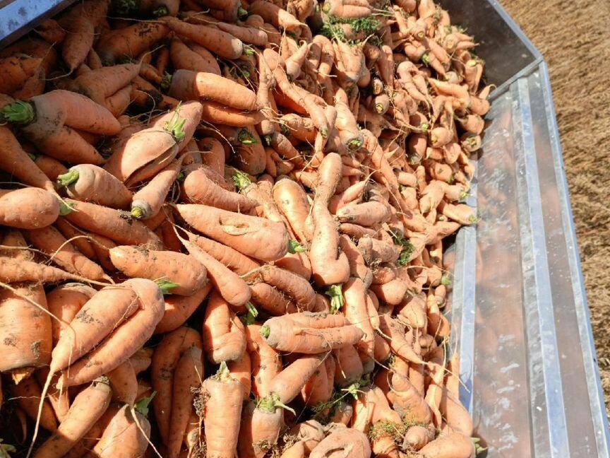 Морковь на корм животным