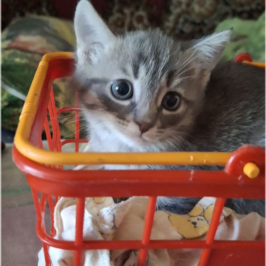 Котята в добрые руки