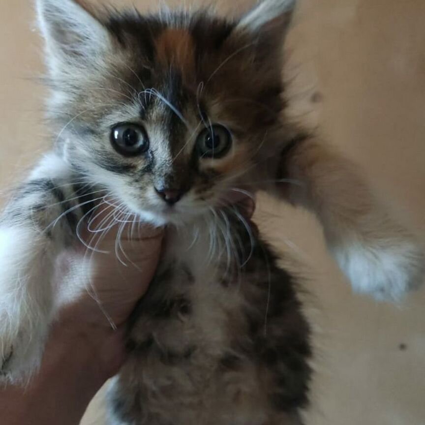 Шаловливые котята