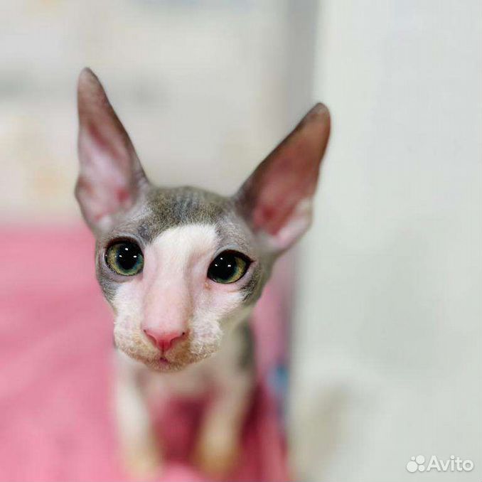 Кукольный малышок