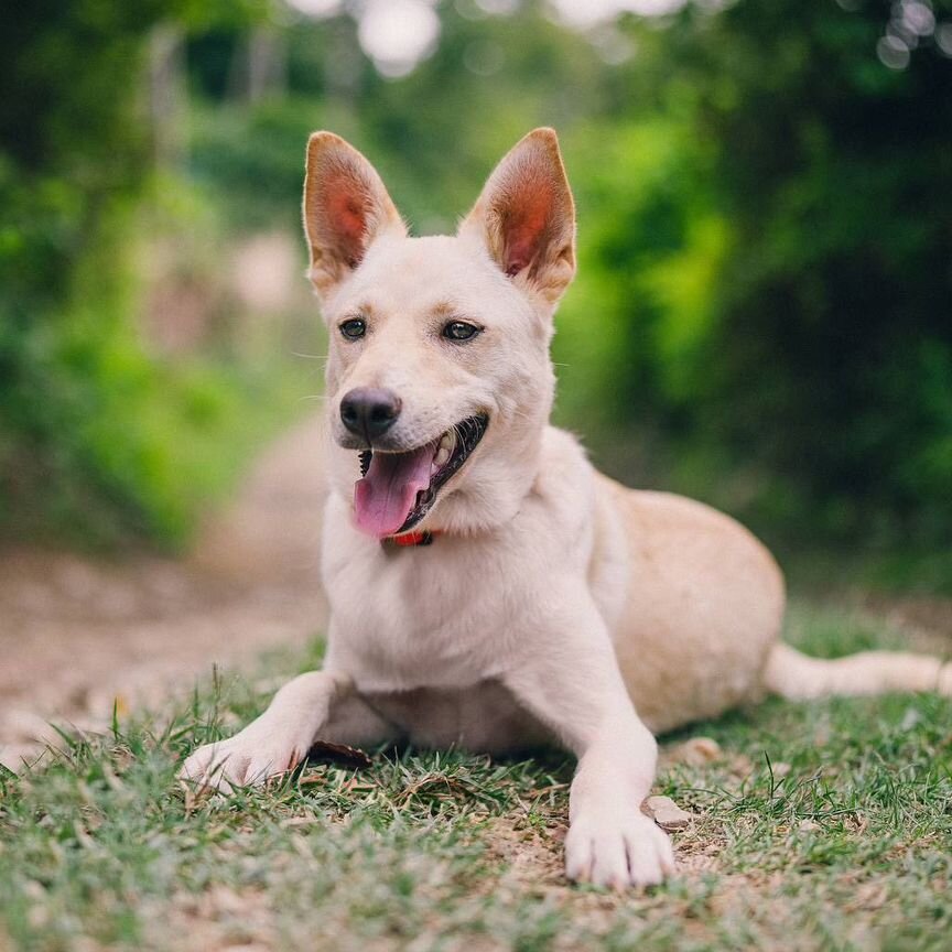 Белоснежная красотка