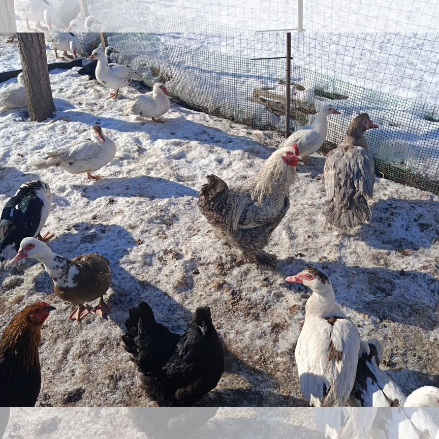 Петух породы Брама и индоутки