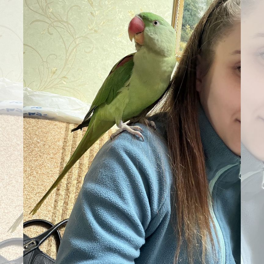 Александрийский попугай