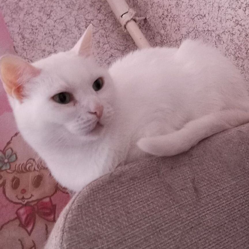 Взрослая кошка в добрые руки