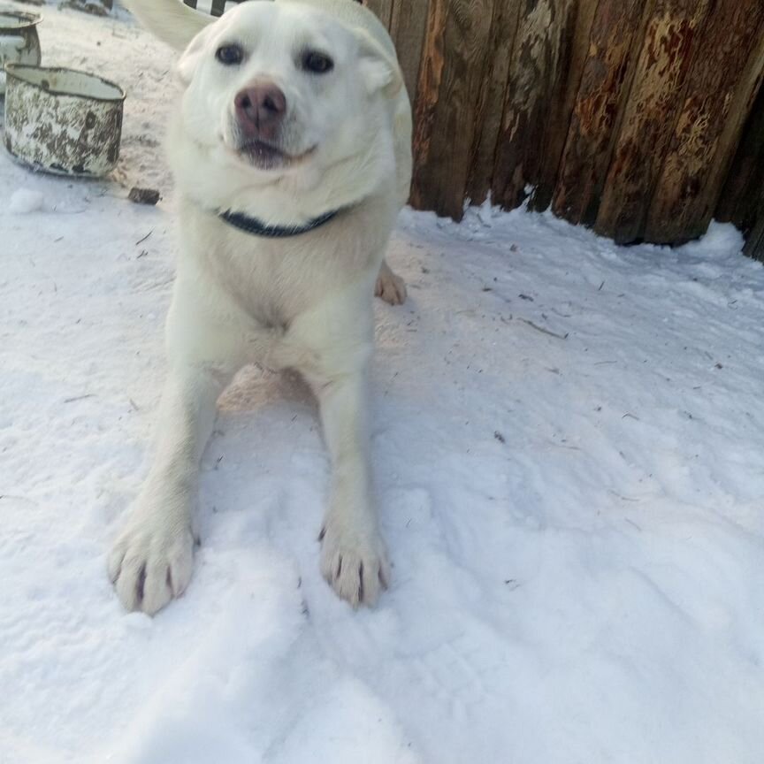 Отдам в добрые руки собаку дворняжка