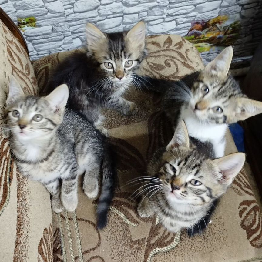 Котята в добрые руки бесплатно