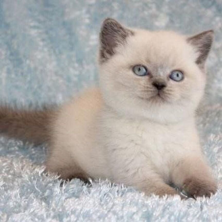 Британские котята