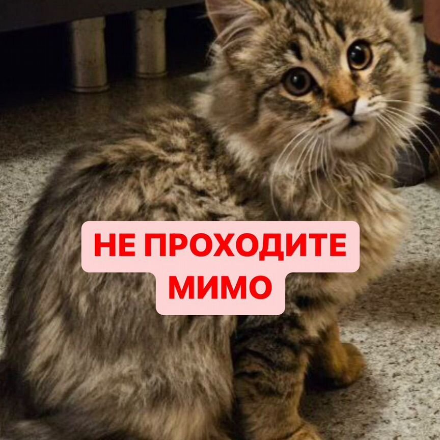 Котенок- мальчик, 4 месяца