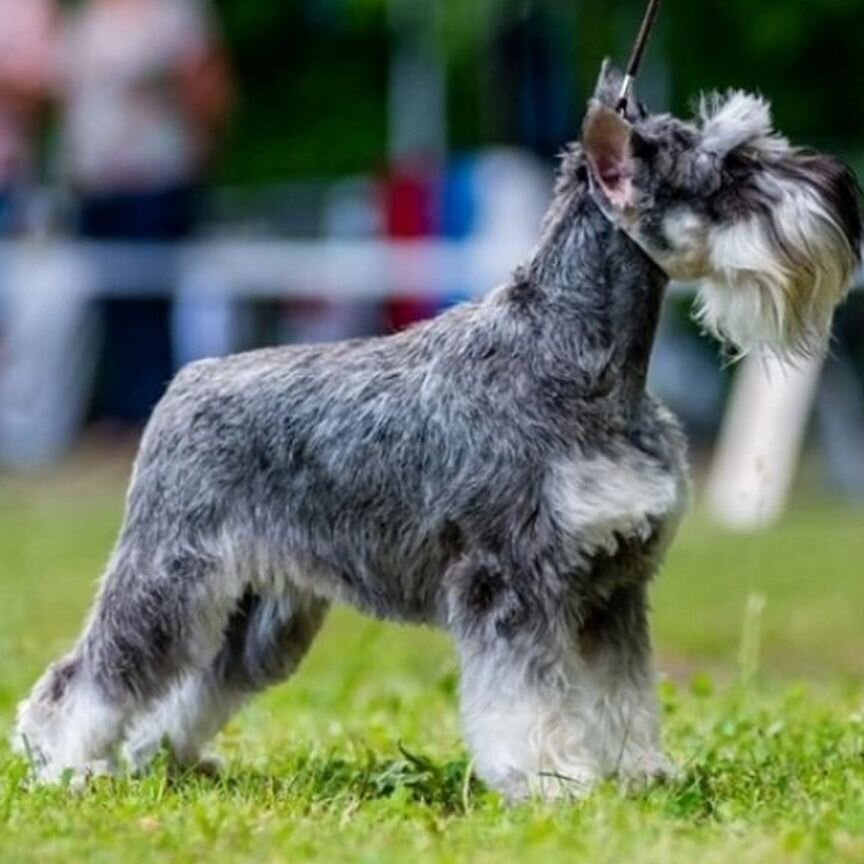 Цвергшнауцер, щенок