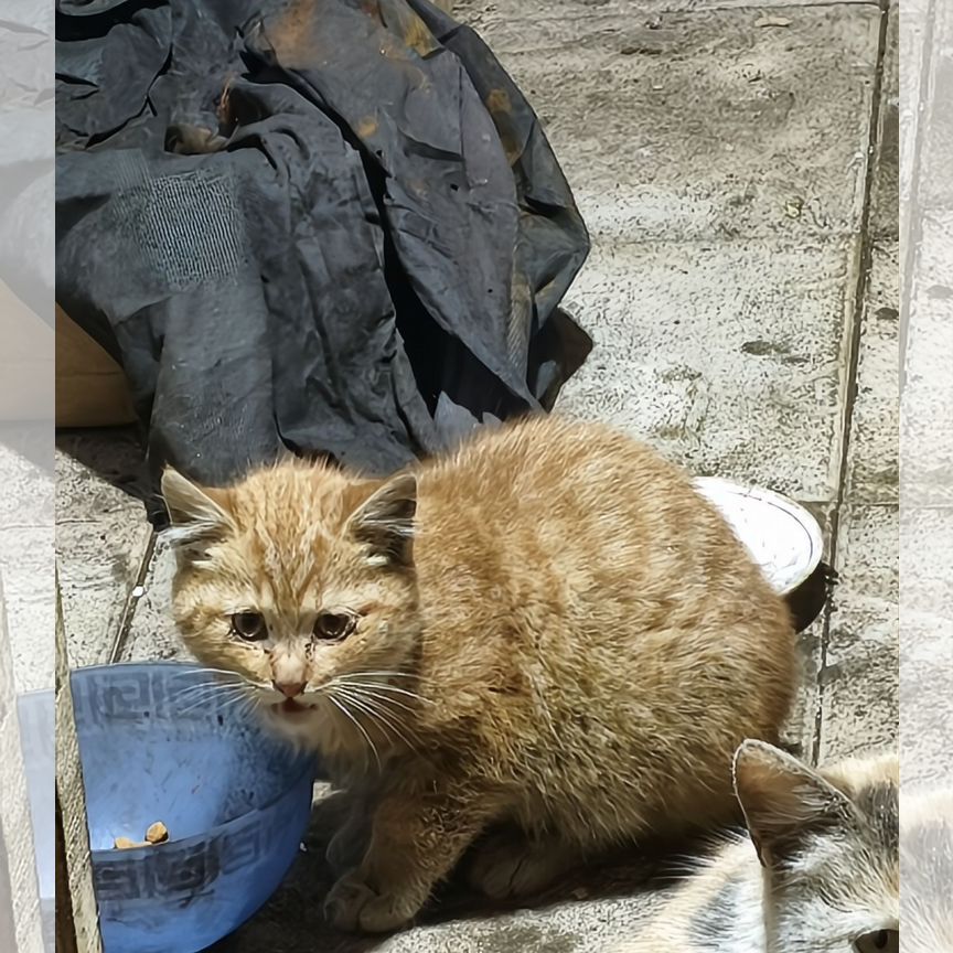 Котёнок в добрые руки