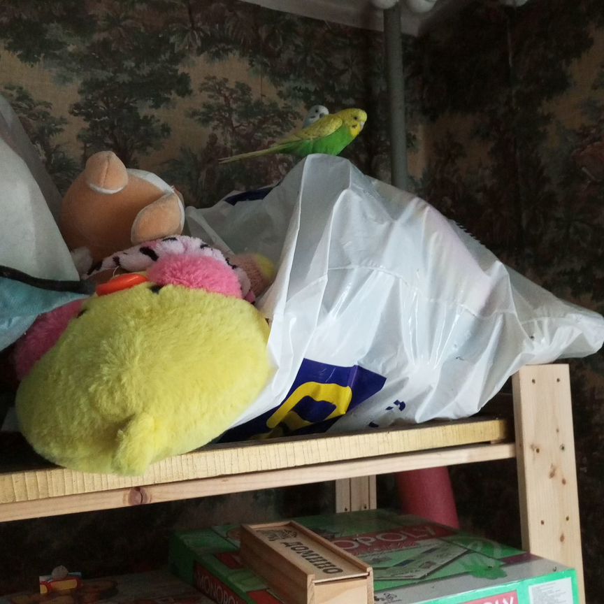 Отдам двух волнистых попугаев