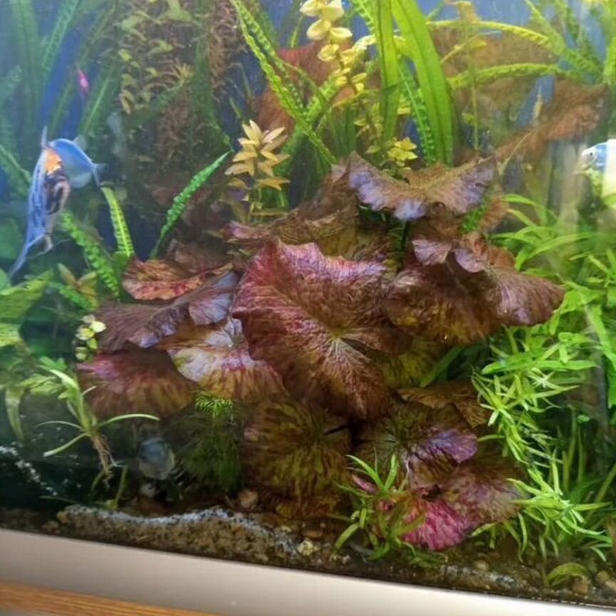 Нимфея тигровая красная и эхинодорус Анцелот