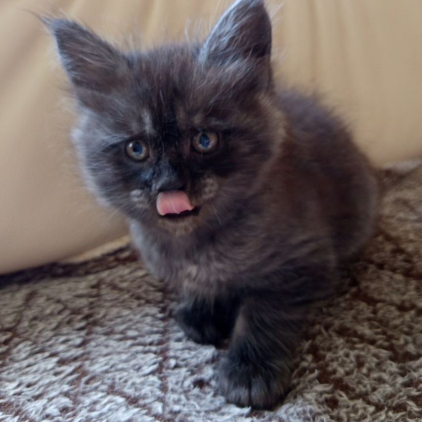 Котята мейн кун серебро и дымы