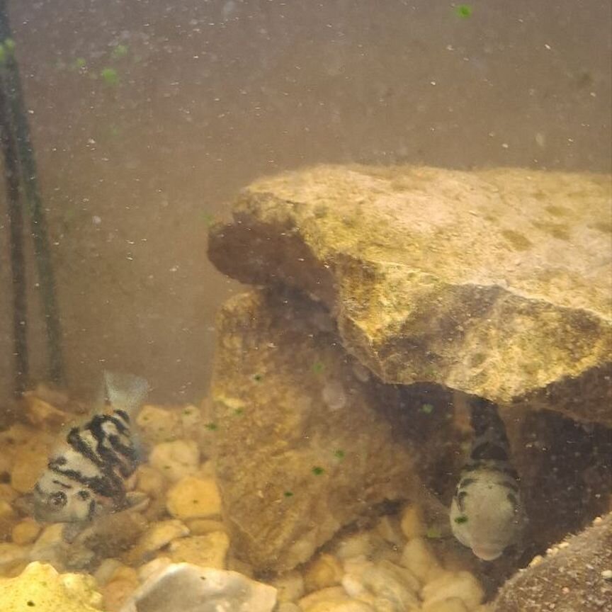 Попугай тигровый