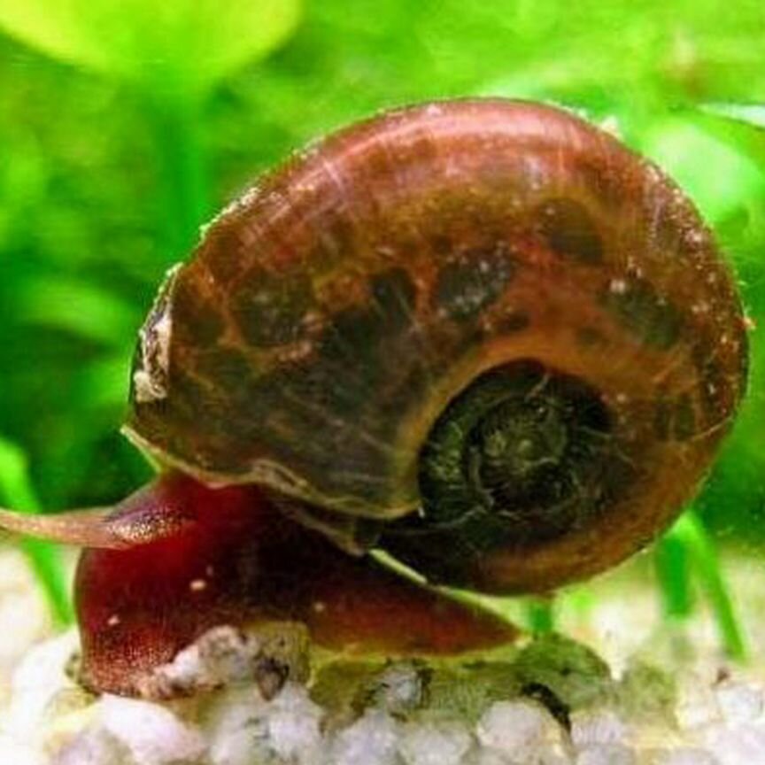 Улитки-катушки Бесплатно в аквариум