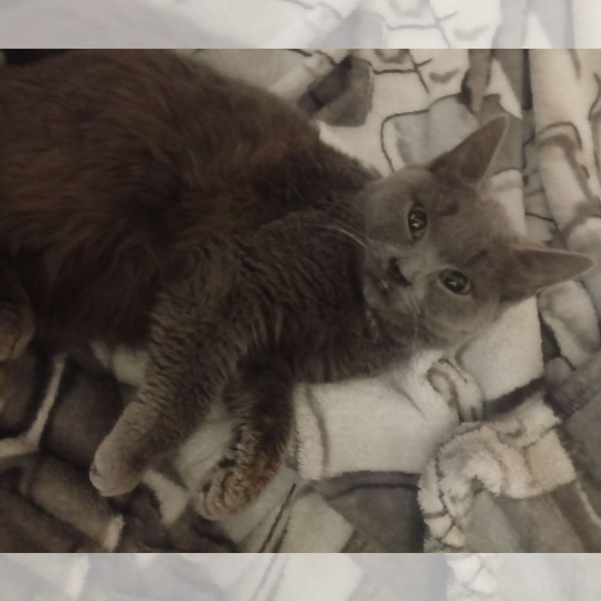 Британский короткошёрстный котёнок