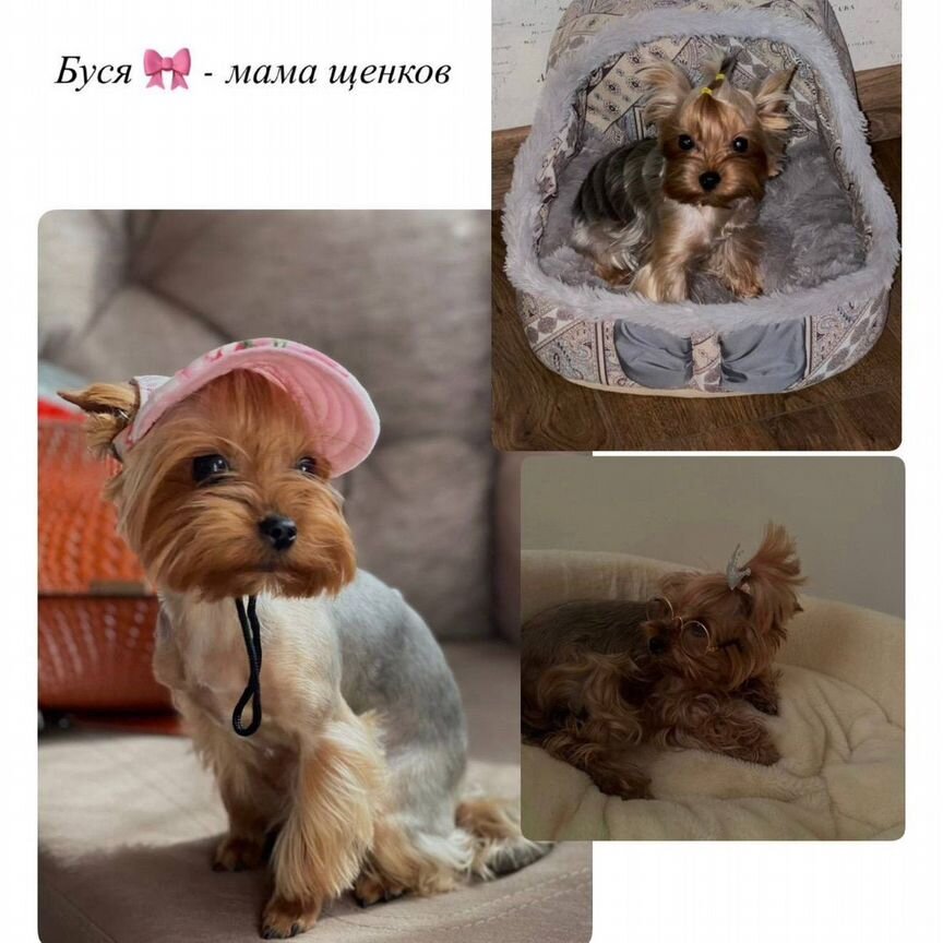 Йоркширский терьер, щенок