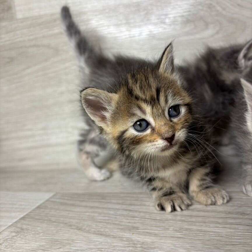 Котята домашние