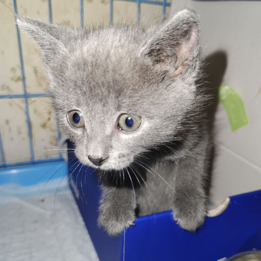 Дымчатая кошечка, котёнок,малышка