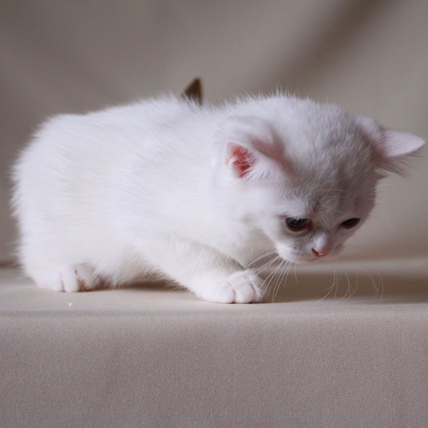 Бурмилла котёнок