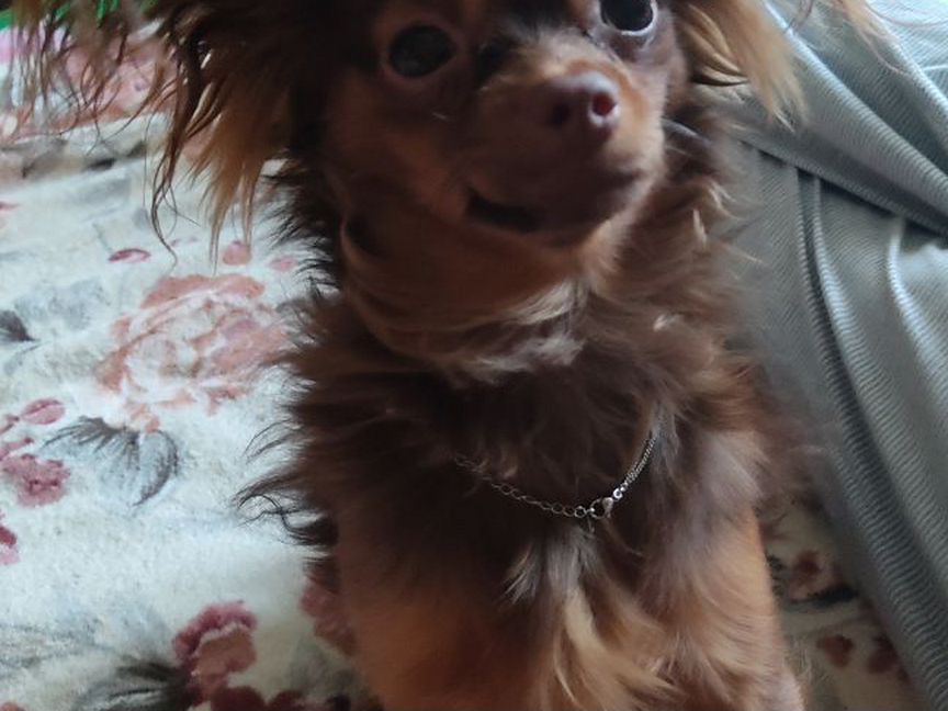 Вязка длинношёрстный той терьер