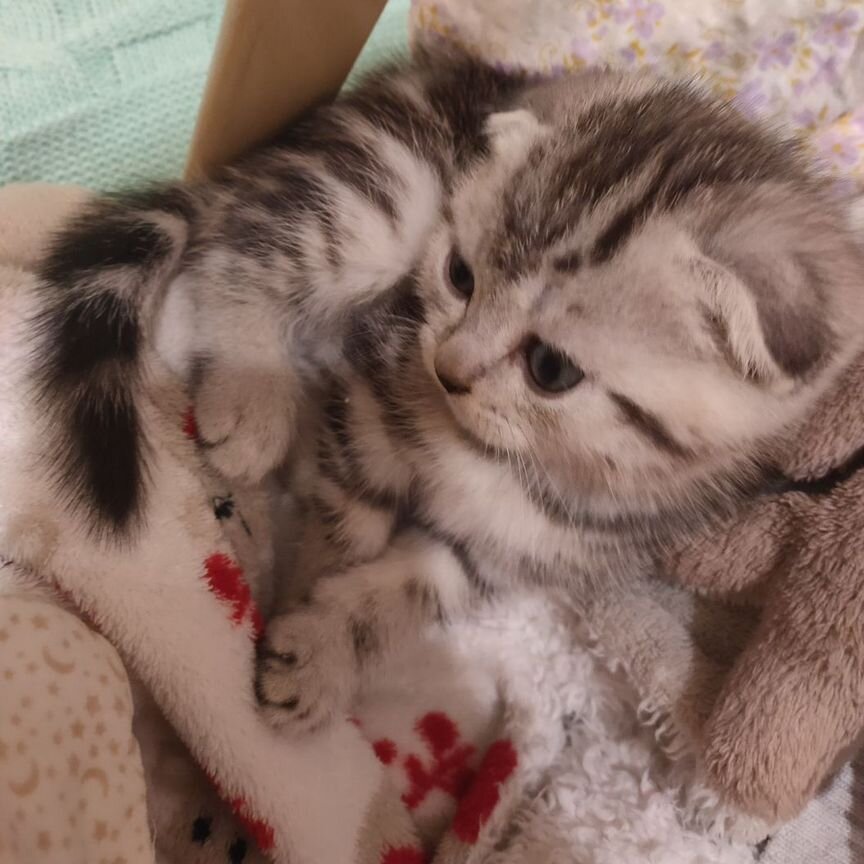 Шотландский мальчик др26 января