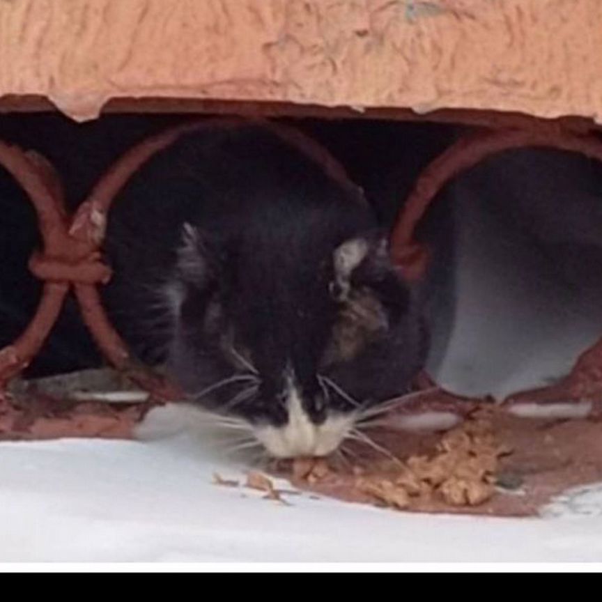 Взрослый кот в добрые руки