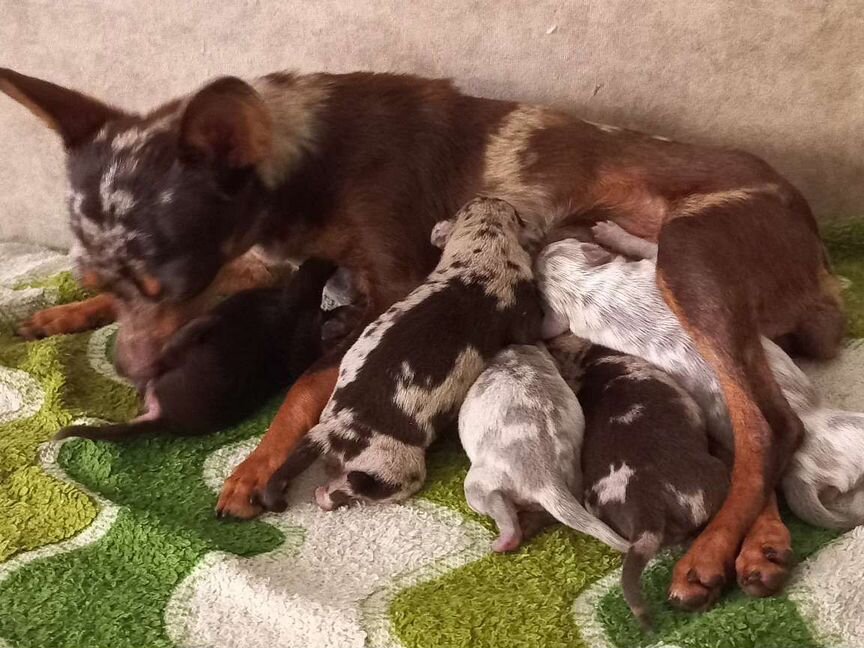 Лиловый мрамор