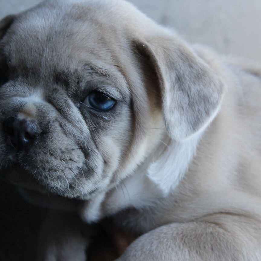 Французский бульдог мальчик фавн мерле