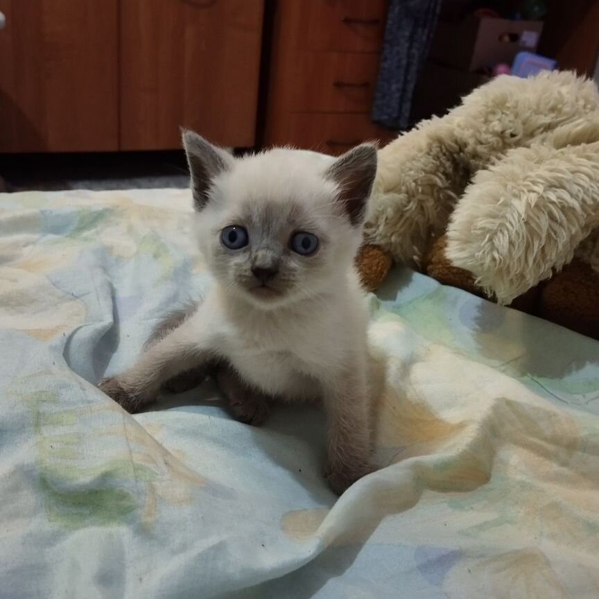 Бурманские котята