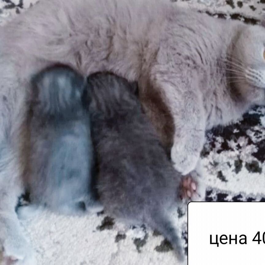 Чистокровные шотландские котята