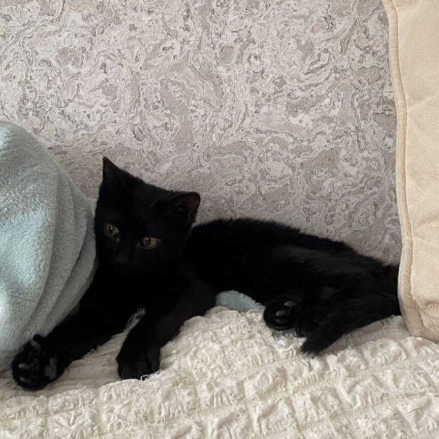 Чёрный котёнок мальчик 4 месяца