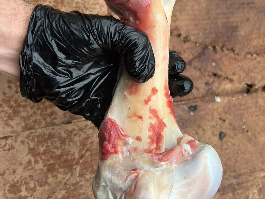 Кости для собак