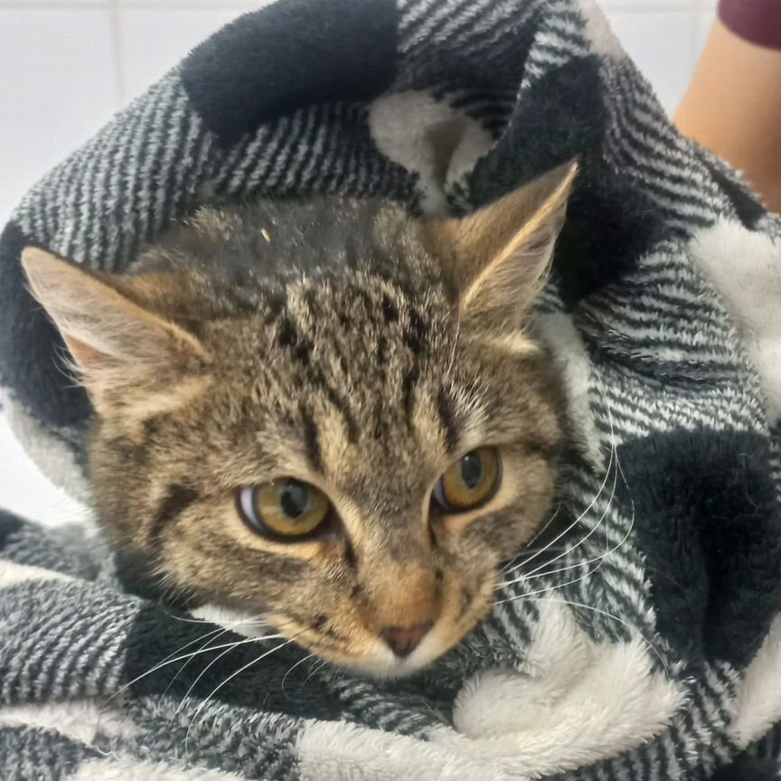 Котенок подросток ищет дом