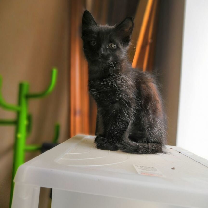 Котенок сибиряк бесплатно