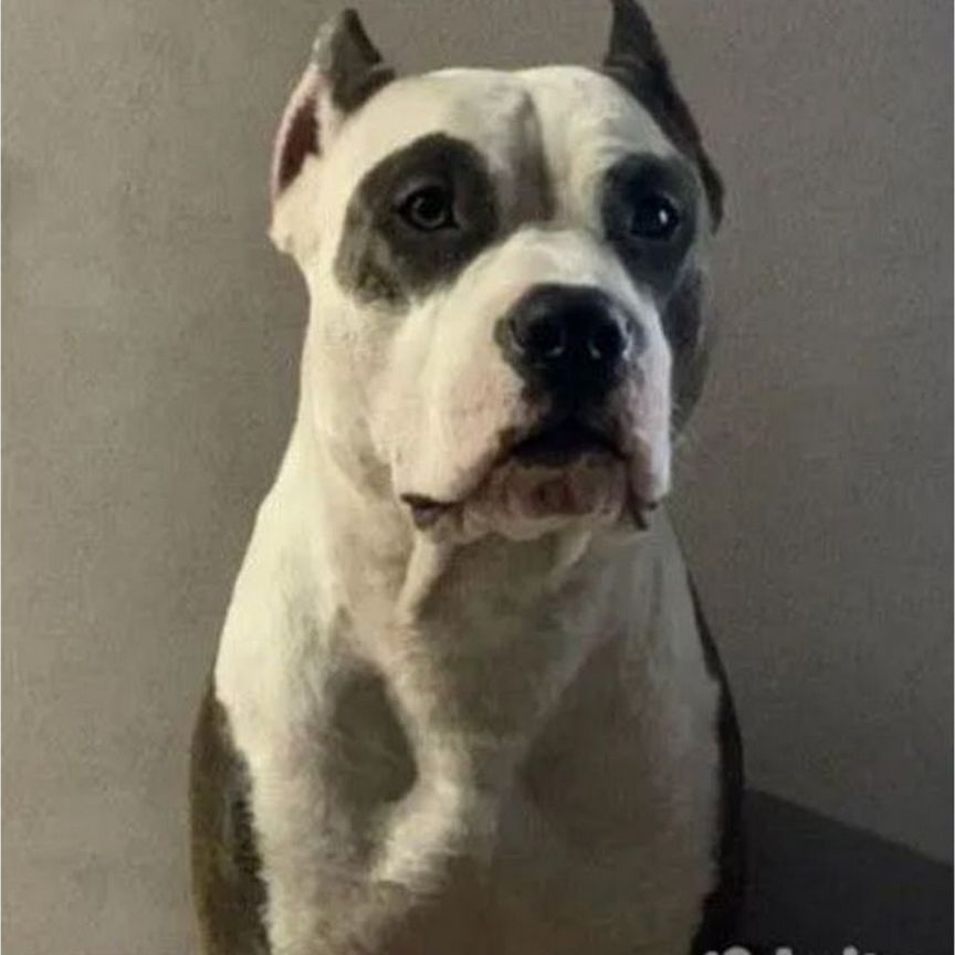 Американский стаффордширский терьер, взрослый пёс